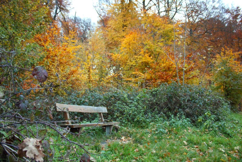 Bench in Forest during the Autumn Stock Photo - Image of woods, forest ...