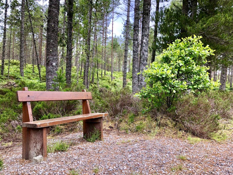 Bench and forest stock image. Image of calm, outdoor - 119575419