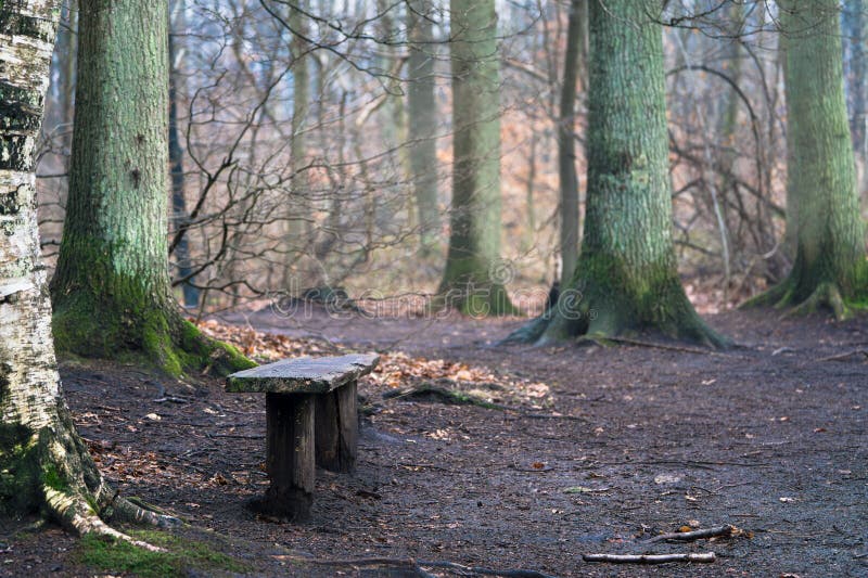 Bench in a forest stock image. Image of tree, turn, seat - 277293383