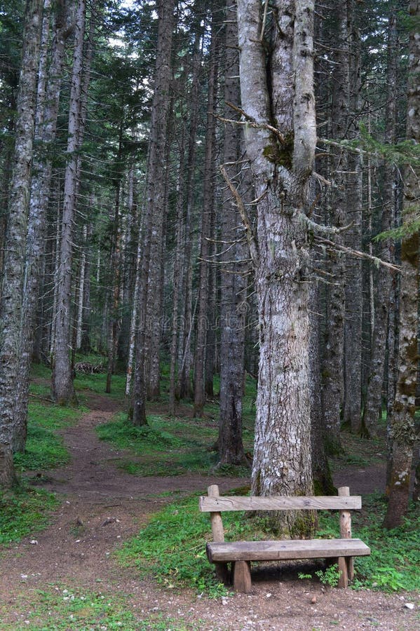 Bench in the Forest on the Mountain Stock Image - Image of forest, tree ...