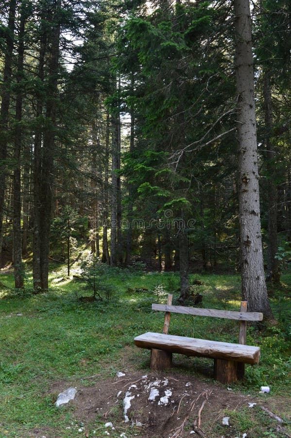 Bench in the Forest on the Mountain Stock Image - Image of meadow ...
