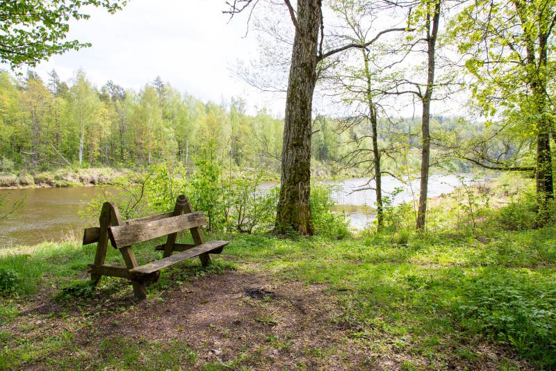 Bench in the forest stock image. Image of park, nature - 40916387
