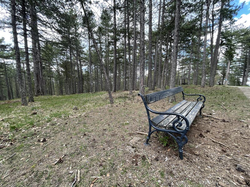 Bench in forest stock photo. Image of landscape, bench - 246175862