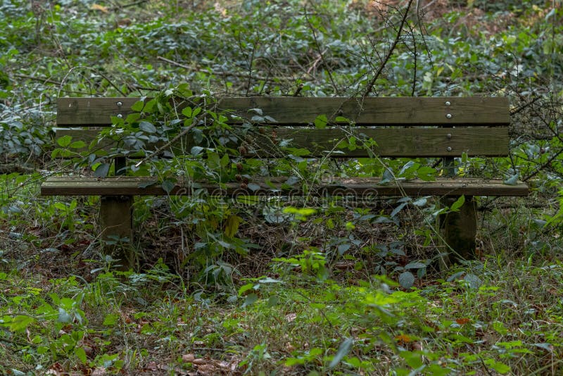 A bench in the forest stock image. Image of derelict - 212725129