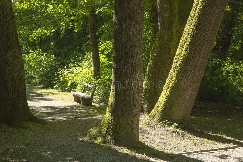 Bench in the forrest stock photo. Image of bole, tuskanac - 219300362