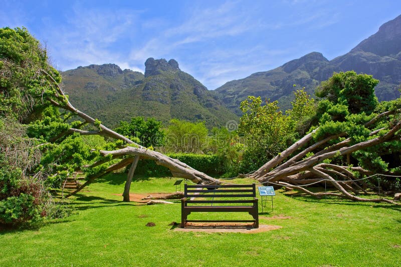 Bench in Front of Fallen Trees Stock Photo - Image of activity, leaf ...