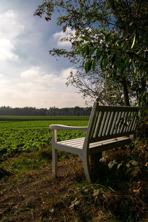 Bench in front of a field stock image. Image of agriculture - 242974205