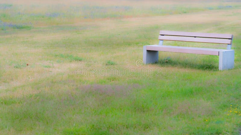 The Bench and the Lonely Tree are Looking for Light Stock Image - Image ...