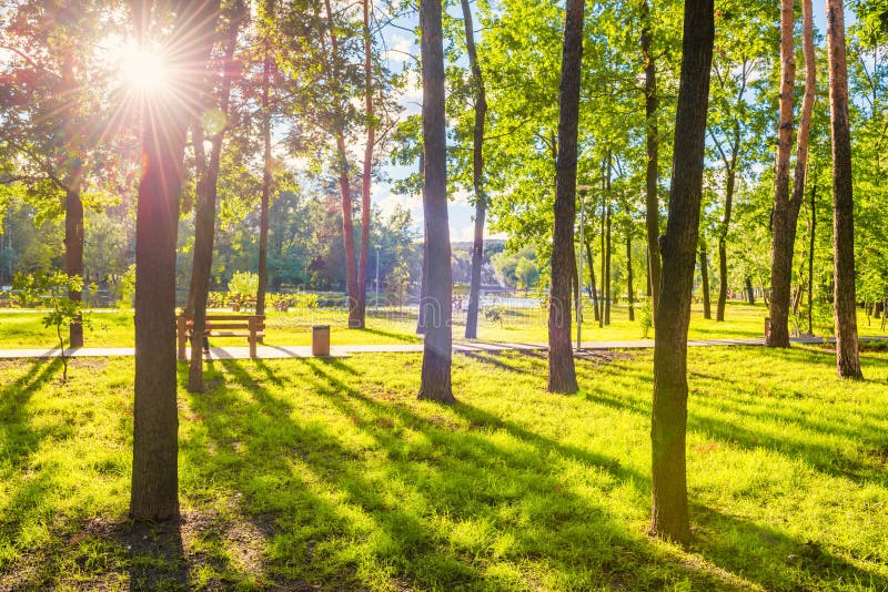 Bench in green sunny park stock image. Image of season - 206251221