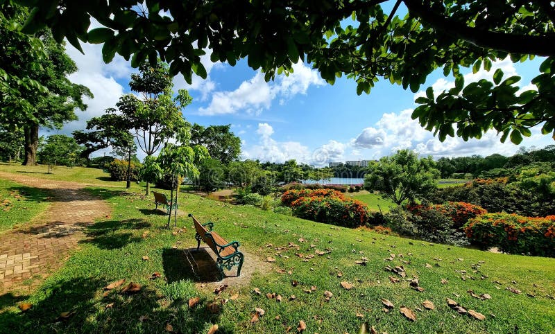 Bench in Macritchie Reservoir Park in Singapore Stock Photo - Image of ...