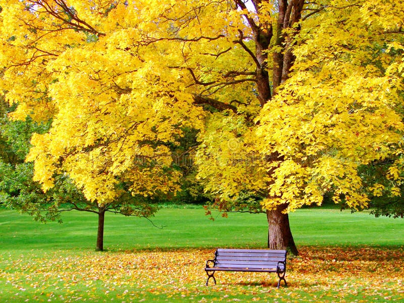 Bench and Maple in City Park in Autumn Stock Image - Image of fall ...