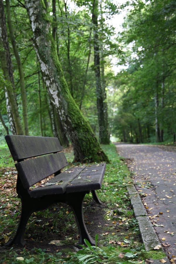 Bench near path stock image. Image of path, tree, fall - 16309017