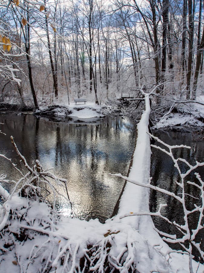 Downed Tree Across Creek in Winter Forest, Fresh Snow Stock Image ...