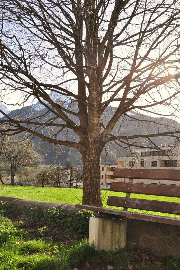 Bench next to tree stock photo. Image of bench, plant - 341749360
