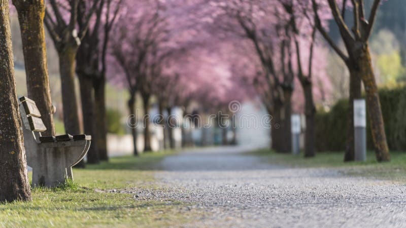 A Bench Next Walkway in a Flowering Avenue Stock Image - Image of ...