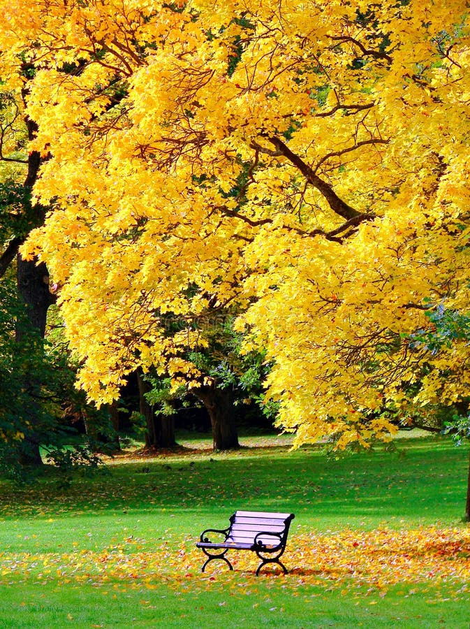 Bench and Oak in City Park in Autumn Stock Photo - Image of recreation ...