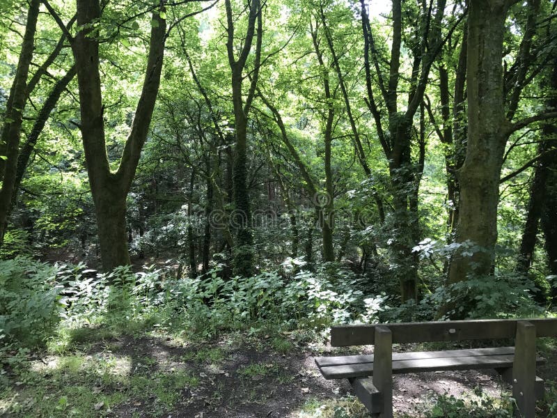 Bench overlooking forest stock image. Image of sunlight - 269687075