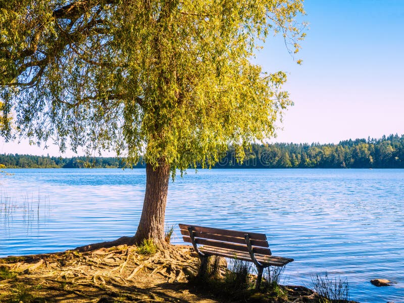 Bench Under A Tree Overlooking A Lake Stock Photo - Image of outdoors ...