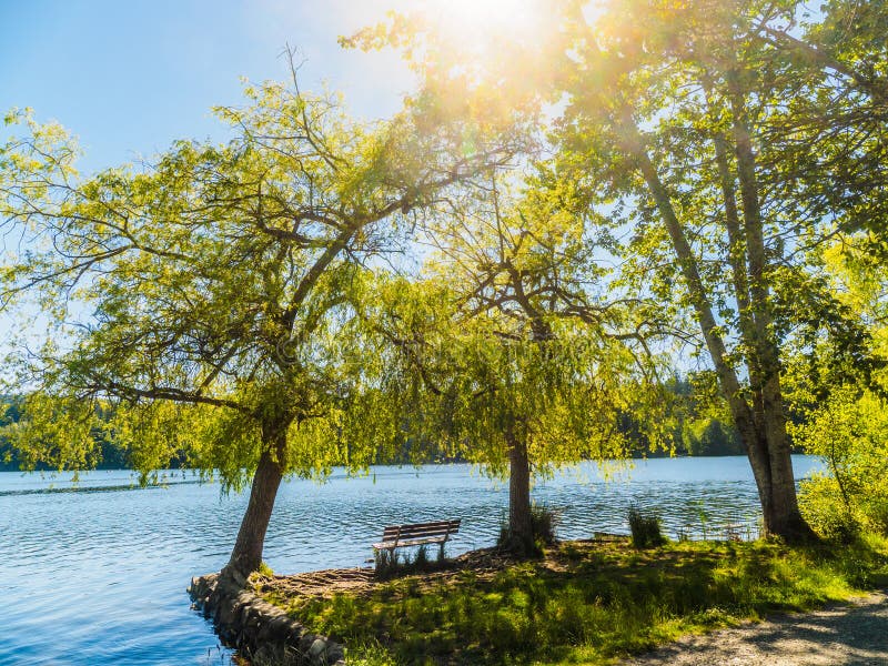 Bench Overlooking a Lake Under the Large Trees, Sun Flare Above Stock ...