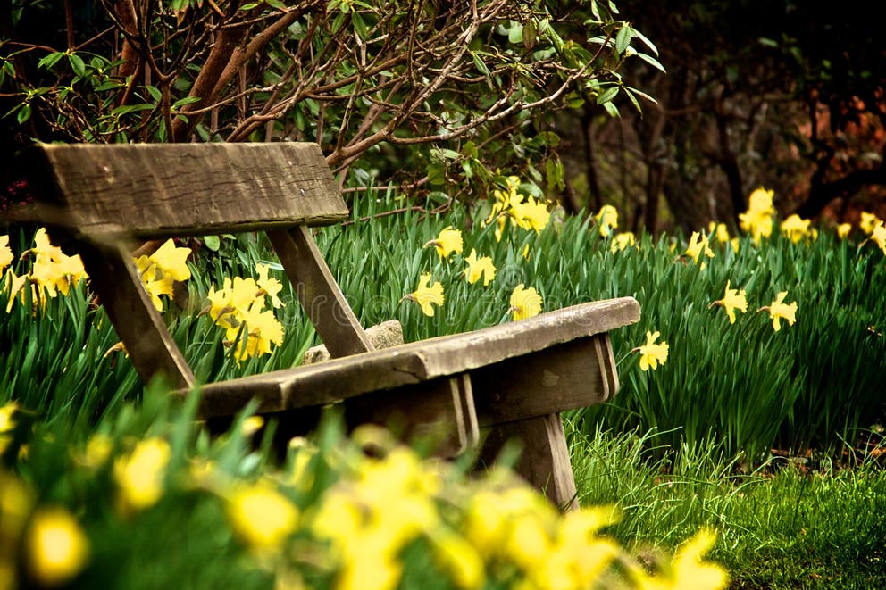Bench in park stock image. Image of botanical, natural - 19431901