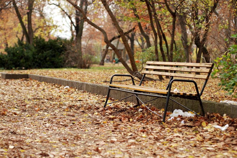 Bench in the park stock photo. Image of grass, resting - 3551262