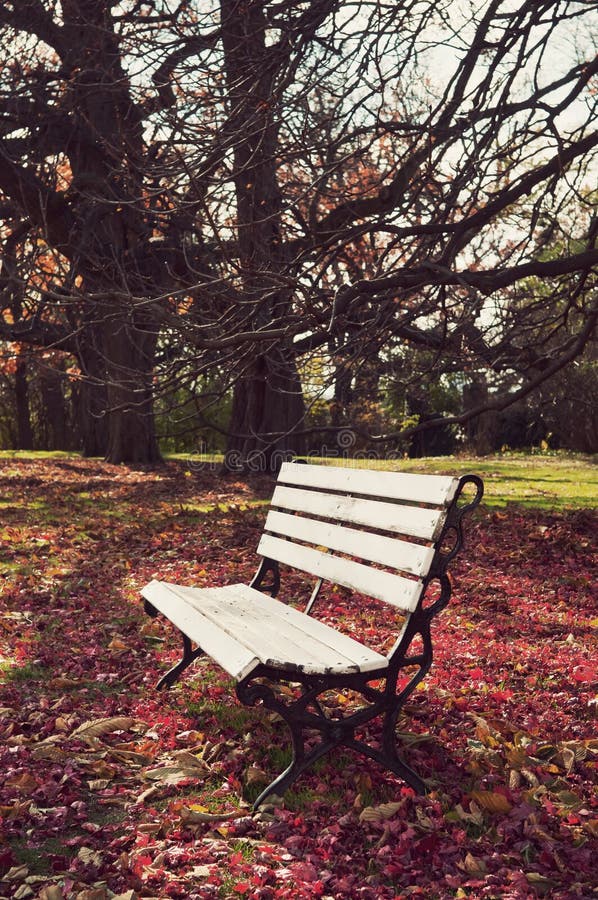 Bench in the park stock photo. Image of brown, maple - 35414294