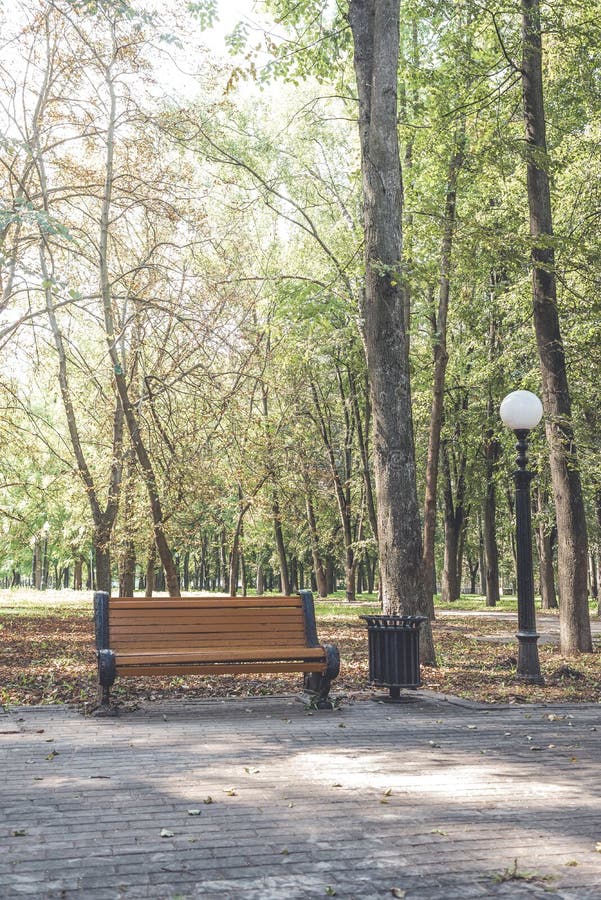 Bench in the Park among Green Trees in the Forest Along Which There is ...