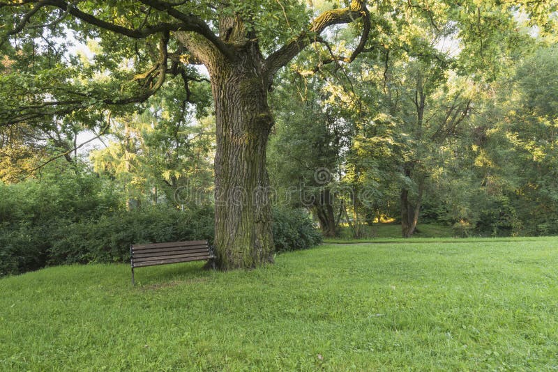 Bench in the Shade Under an Oak Tree. Stock Photo - Image of lush ...