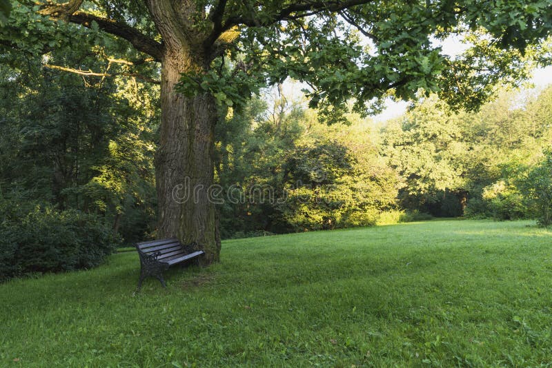 Bench in the Park. stock image. Image of outdoors, grass - 75251185