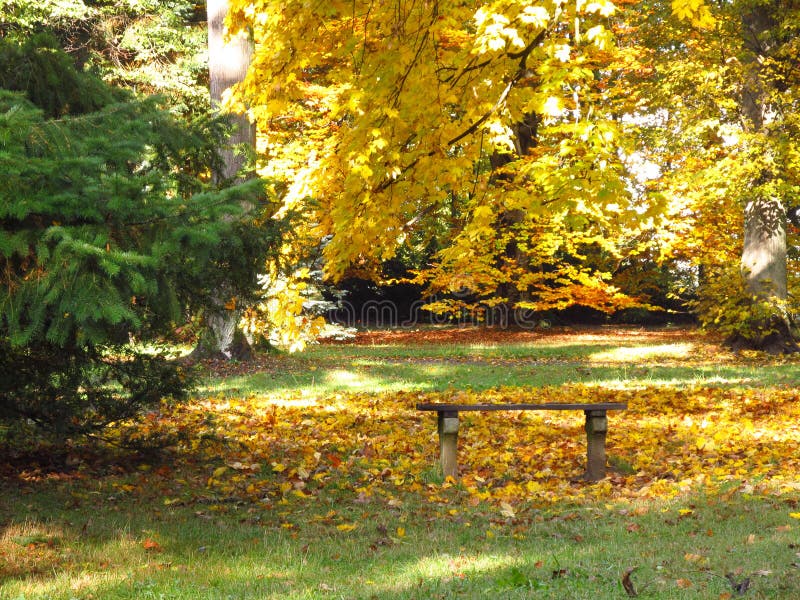 Bench in the park stock photo. Image of botany, calm - 61419512