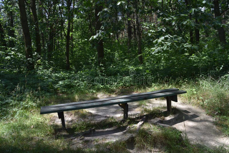Bench in the Forest for Rest Stock Photo - Image of trees, table: 250983058