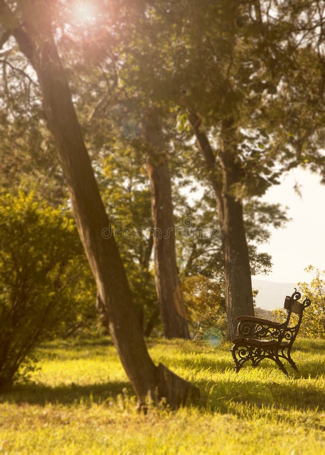 Lonely Bench Under a Tree on a Mountain at Sunset Stock Vector ...