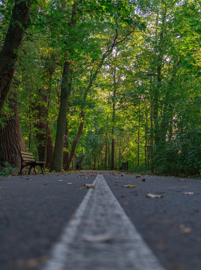 A Bench in the Park and a Tree that Grew on the Road Stock Photo ...
