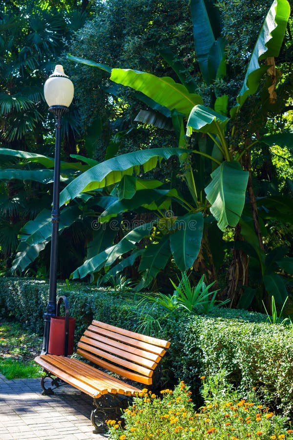 Bench in the Park Under a Banana Palm Tree Stock Image - Image of ...
