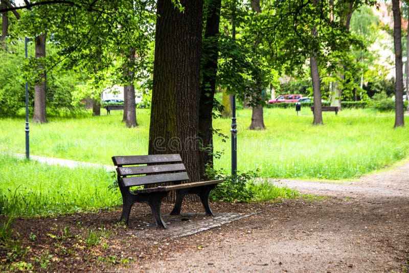 Bench in the Park Under the Tree Stock Photo - Image of season, field ...