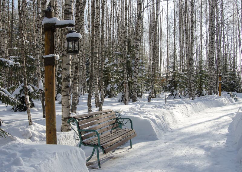 Bench in the Park in Winter Stock Image - Image of january, forest ...