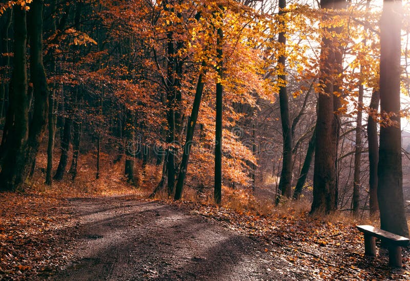 Bench and Path in a Golden Autumn Forest. Stock Photo - Image of ...
