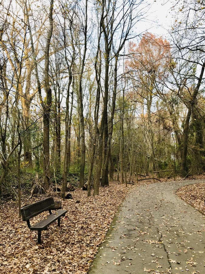 Bench forest and road stock photo. Image of street, nature - 204800824