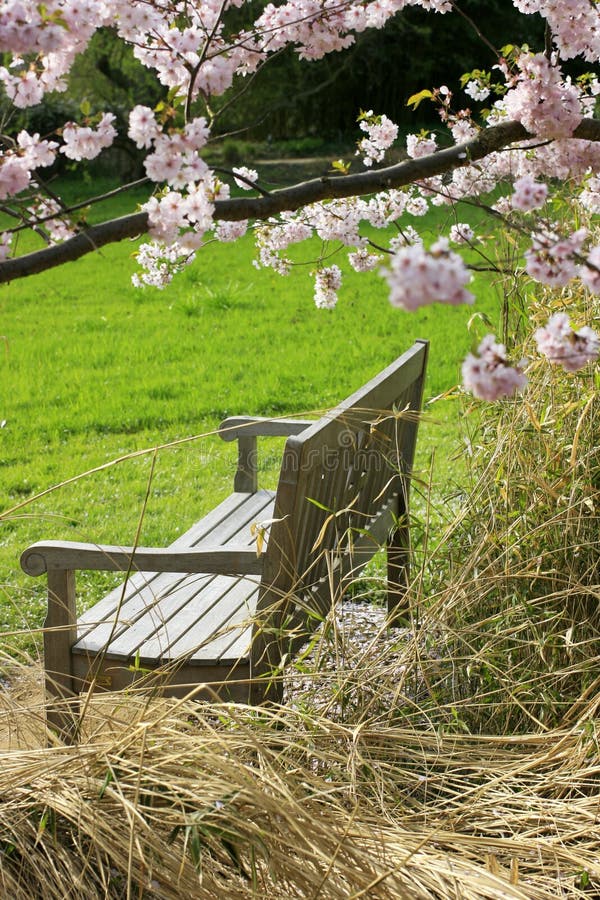 Bench of peace stock photo. Image of duty, blooming, blossom - 13736264