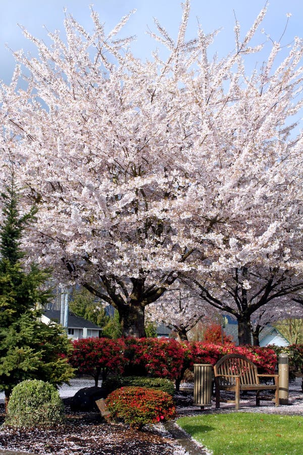 Bench and a Plum Tree in Spring Blossom Stock Image - Image of bees ...