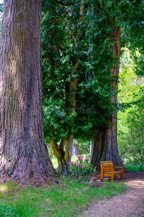 A Bench Providing a Restful Place To Sit among the Beautiful Forest ...
