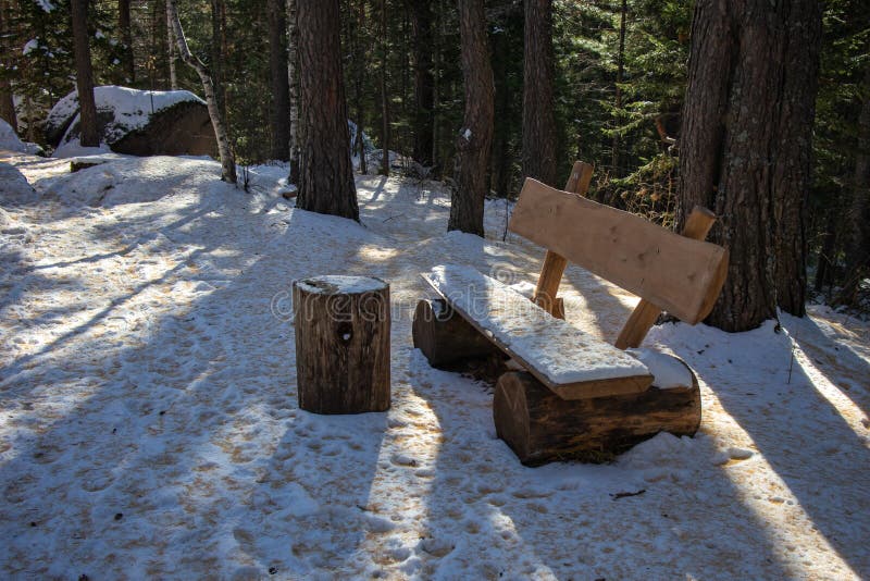 A Bench for Relaxing in the Forest. Stock Image - Image of tree, travel ...