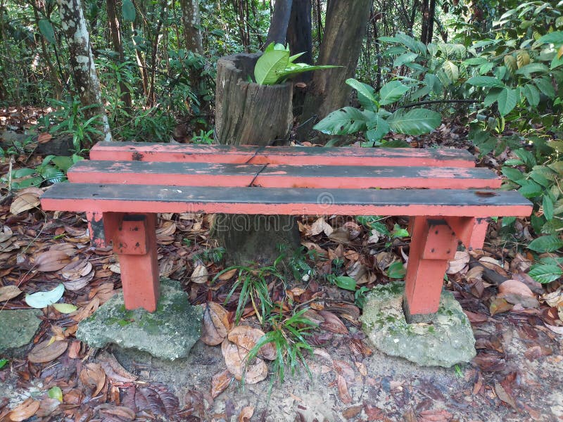 A Bench Rest in the Forest with Dry Leaves and Fresh Green Leaves ...