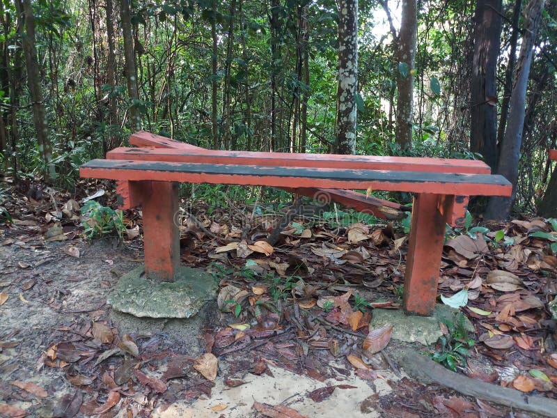 A Bench Rest in the Forest with Dry Leaves and Fresh Green Leaves ...