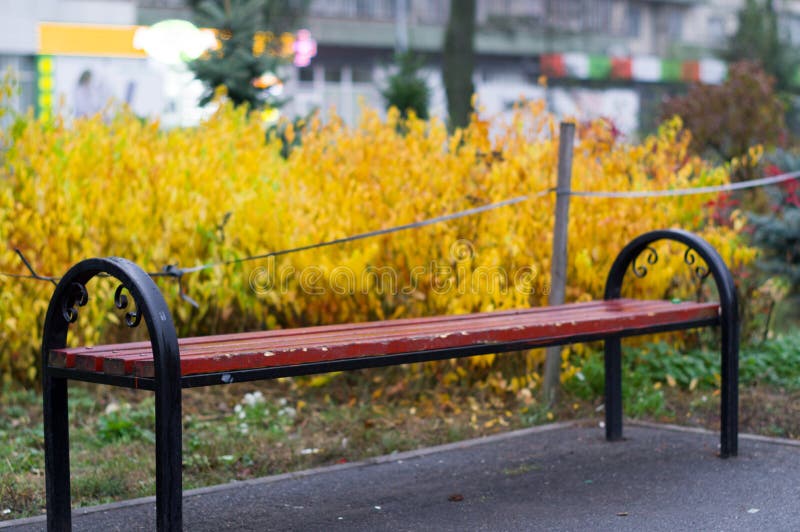 A Bench for Rest in the Park Near a Beautiful Yellow Bush. Rest in the ...