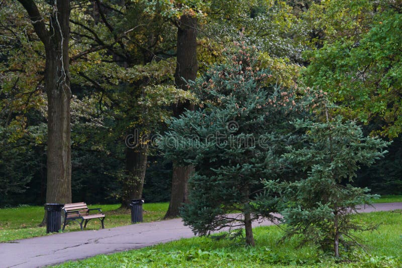 Bench beside the Road in Woods Stock Image - Image of path, asphalt ...