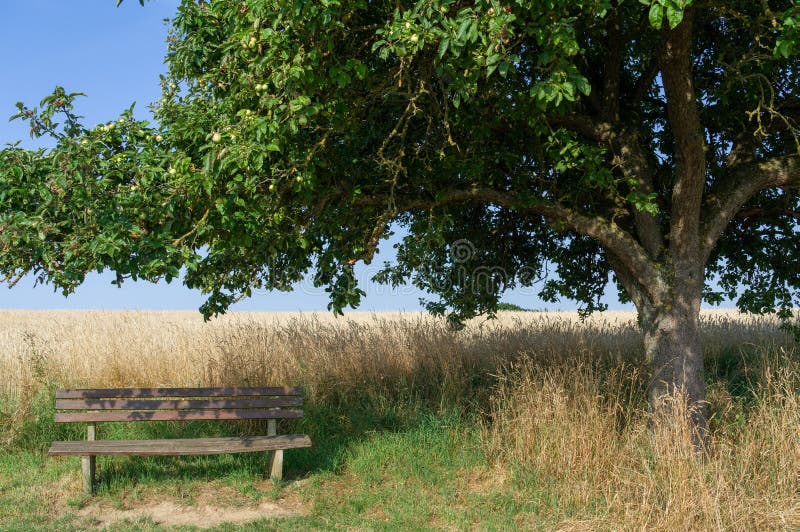 Bench in the shade of tree stock photo. Image of agricultural - 254422102