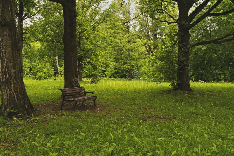 A Bench in the Shade Under a Tree. Stock Photo - Image of shade, green ...