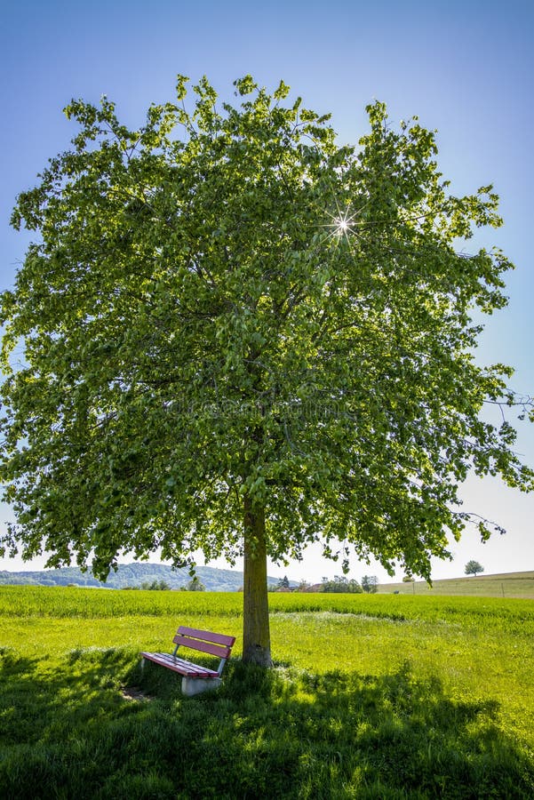 577 Bench Under Shade Tree Stock Photos - Free & Royalty-Free Stock ...