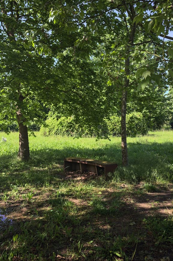 Bench in the Shade Under Trees Stock Photo - Image of landscapes ...